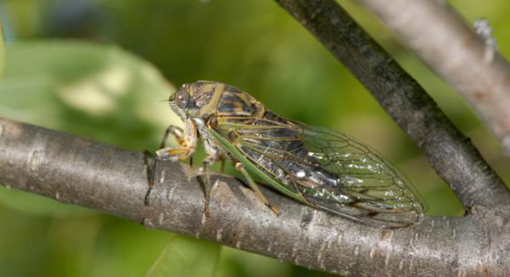 Pourquoi les cigales ne chantent plus en août ? - Housekeeping Magazine ...